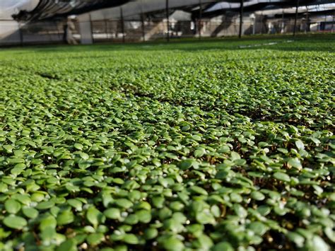 Plug Connection High Quality Plants From The Start