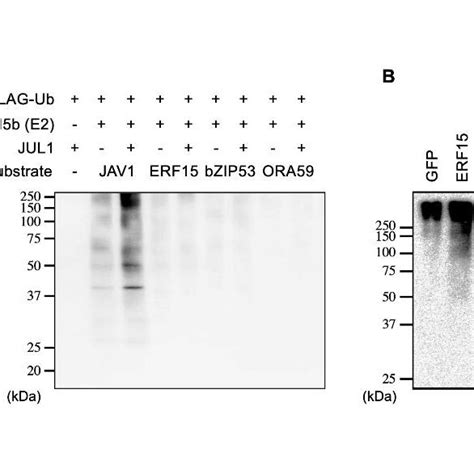 Bimolecular Fluorescence Complementation Analysis Of In Planta