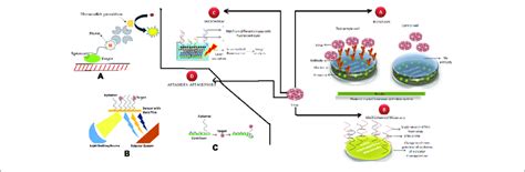 Next Generation Techniques Used In The Detection Of Enteric Viruses Download Scientific