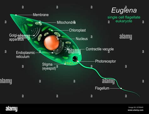 Euglena Blank Diagram Euglena