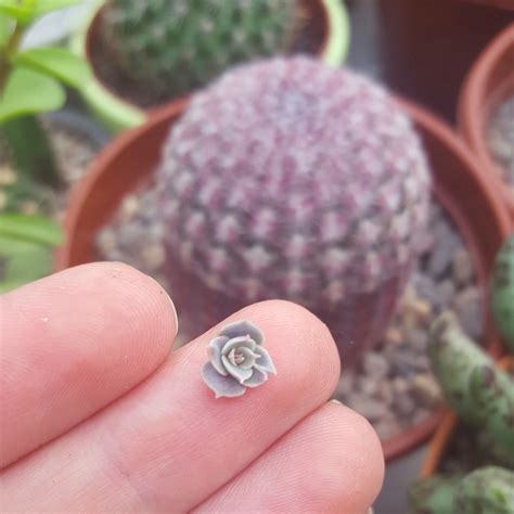 Water Propagation Succulent Leaves Best Succulent Ideas