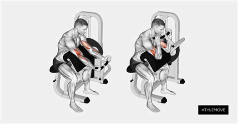 machine bicep curl guide muscles worked tips athlemove