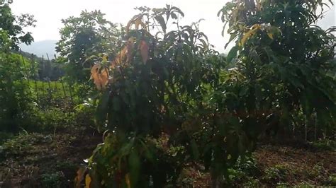 万物生长靠太阳空气，水等等 Youtube