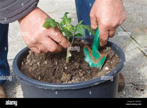 Gardener Planting Tomato Plant With A Garden Trowel In A Plastic