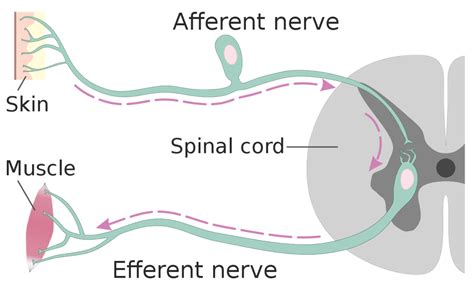 Spinal Cord And Reflex Arc Reflex Actions And Reflex Arc