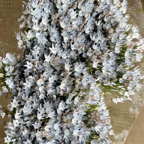 Buy Wholesale Blue Sky Perfume Allium Online Guaranteed Fresh