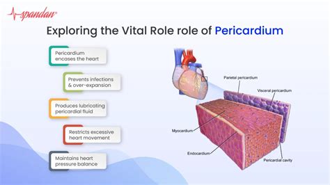 Pericardium Role Function And Anatomy