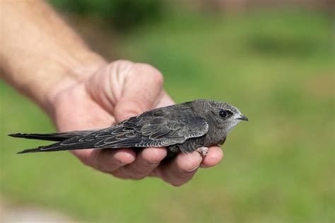 Premium Photo The Man Hand Holds The Swifts Found In Order To Let Go Close Up Newborn Swift In