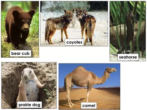 Ppt Coyotes Powerpoint Presentation Free Download Id 6866770