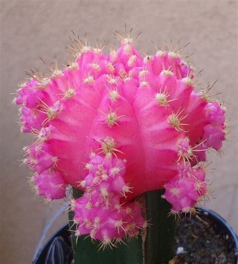 Easy Ways And Simple Tips To Graft The Moon Cactus Homesfornh