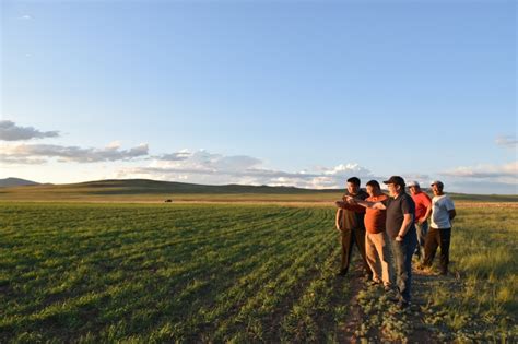 Асгат Цэцэн Уул сумын малчид ногоон тэжээл тариалж байна Монголын бэлчээр ашиглагчдын нэгдсэн
