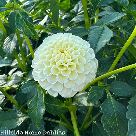 Small World Tuber Hillside Home Dahlias