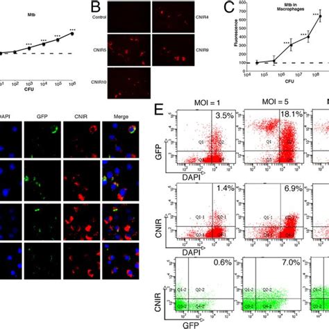 Fluorogenic Compounds Allow Detection Of M Tuberculosis Mtb In Vitro