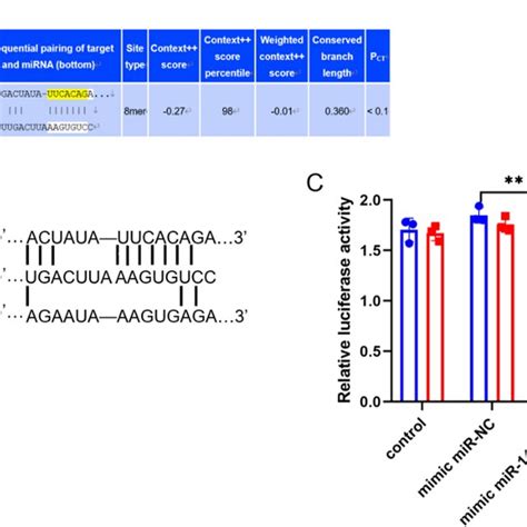 Mir 146a 3p Directly Targets Mbd2 3 Utr A Mbd2 Was Predicted To Be A Download Scientific