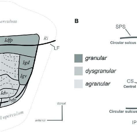 Architectonic Parcellation Of The Insular Cortex In The Macaque Download Scientific Diagram