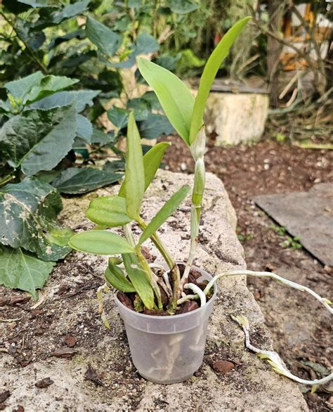 Cattleya Forbesii Rosada Do Caliman