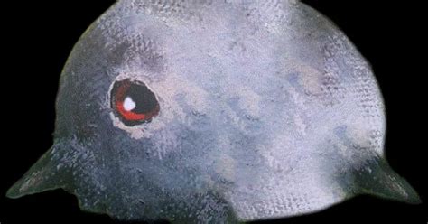 Scuttle Scuttle Meme On Imgur