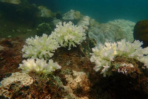 Acropora Corals In Thailand The Science Behind Our Restoration Work