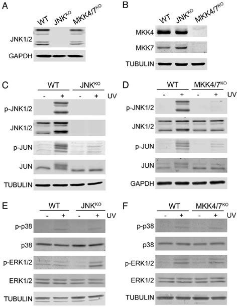 Disruption Of The Stress Activated Jnk Signaling Pathway In Human Download Scientific Diagram