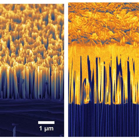 Left Colored Sem Micrograph Of As Etched Sinws Right Colored Sem Download Scientific Diagram