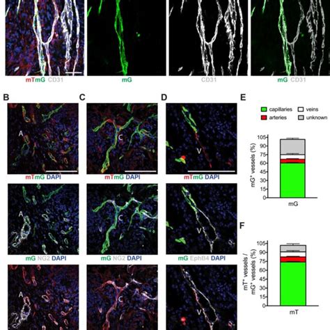 Svf Cells Promote The Formation Of A Hierarchical Vascular Network Download Scientific Diagram