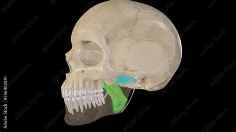 Anatomical Illustration Of Pterygoid Muscles3d Rendering Stock