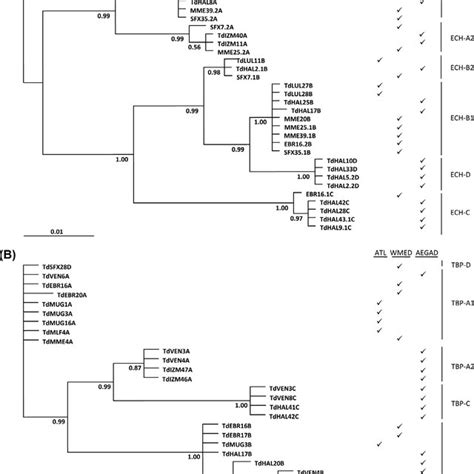 Bayesian Allelic Phylogeny And Regional Distribution Of Introns Ech And Download Scientific