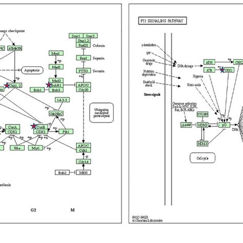 KEGG Pathway A Cell Cycle Pathway B P53 Pathway Chk1 CHEK1