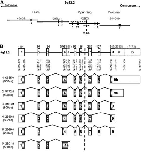 9q33 2 bac tiling path and ttll11 genomic organization and transcript