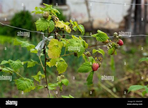 A Close Up Of Raspberry Branches With Red And Green Raspberries In The