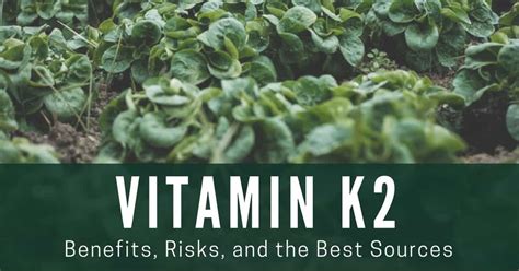 Vitamin K2 The Complete Guide Utzy Naturals