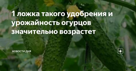 1 ложка такого удобрения и урожайность огурцов значительно возрастет Интересное и Полезное Дзен