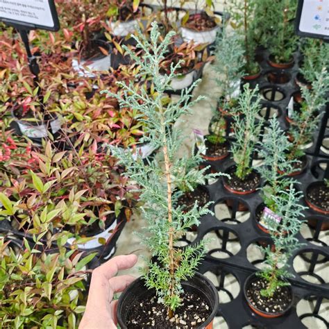 다년생 식물 노지월동 꽃 야생화 나무 종류 정리 네이버 블로그