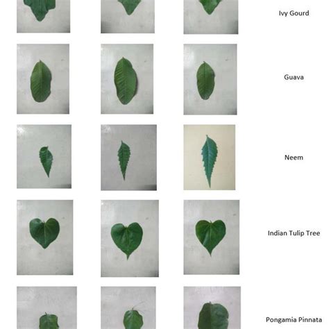 Pdf Real Time Identification Of Medicinal Plants Using Machine