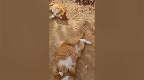 집사에게 듀엣으로 발라당 해주는 엄마와 아들 고양이😺 근데 엄마는 언제 뒤집는거니 Youtube