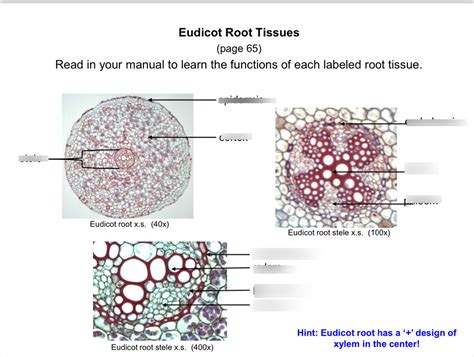 Bio Eudicot Root Tissue Diagram Quizlet