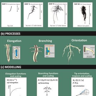 Basic Structure Of Simulated Root Axes Basal Zone Yellow Branching Download Scientific