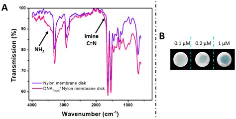 Paper Based Colorimetric Detection Of Mirna 21 Using Pre Activated