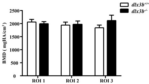 mutant dlx3b disturbs normal tooth mineralization and bone formation in