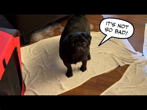 Black Pug Memes