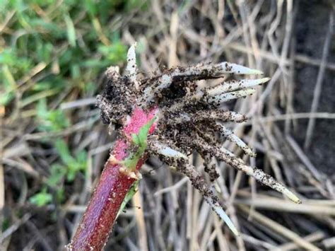 Root Propagation Through Layering Exploring The Different Methods The Small Town Homestead