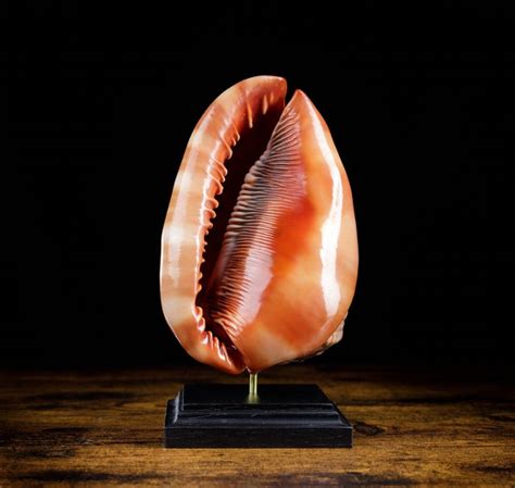 Red Helmet Sea Snail Shell On Custom Pedestal Catawiki