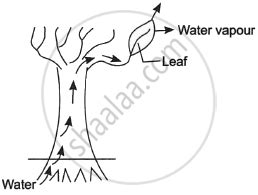 Observe The Following Diagram And Identify The Process And Its
