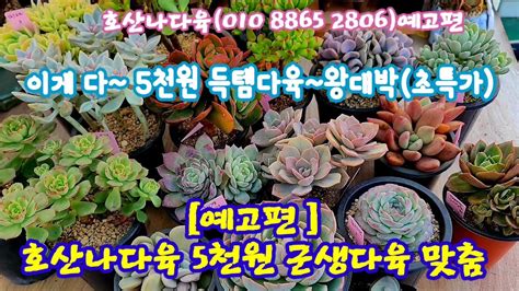 예고편 대박초특가 호산나다육 5천원 묵둥군생다육들로 맞춤🍁미리보시고 득템기회 누리세요💞화려한 단풍 다육군생succulents Plant 多肉植物 Youtube