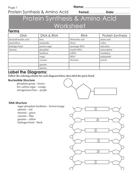 Protein Synthesis Amino Acid Worksheet Artofit