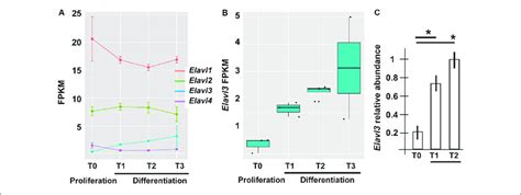 Differential Expression Of Rna Binding Protein Rbp Of The Elavl