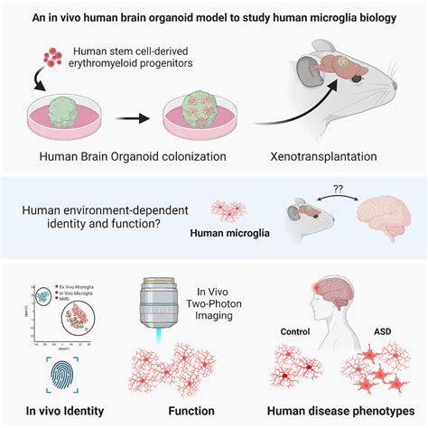 Microglial Cells Brain