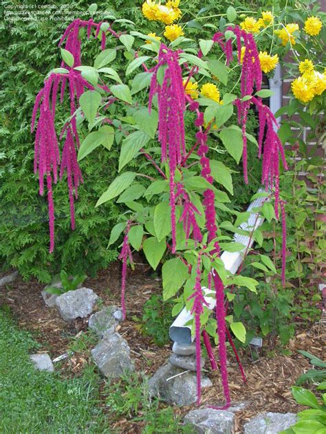 Plantfiles Pictures Amaranthus Species Love Lies Bleeding Love Lies