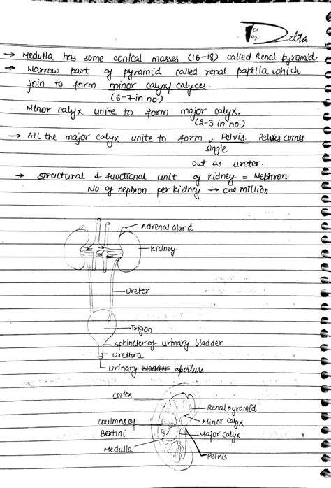 Physics Bytes Excretion And Osmoregulation Notes Biology