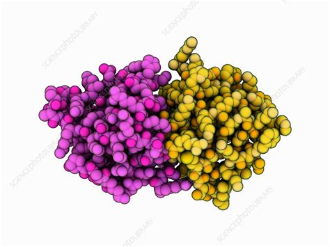 Human Hepatocyte Growth Factor Hgf Stock Image C0358451
